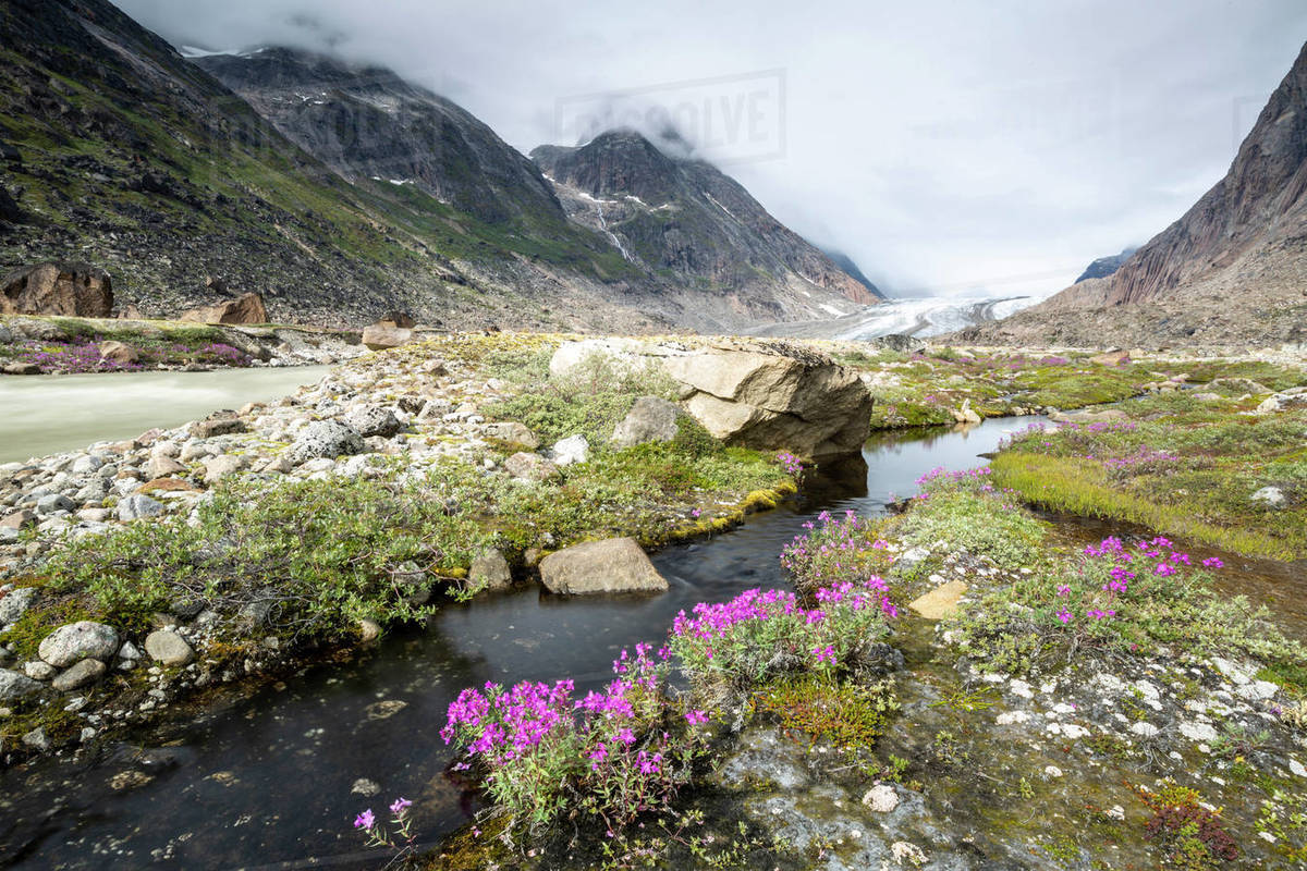 River beauties (dwarf fireweed) line the edge of a melt-water river ...