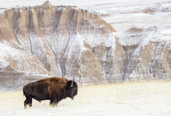 Profile of American Bison (Bison Bison) in the snow in the Badlands ...