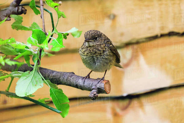 Juvenile (immature) European robin (Erithacus rubecula) perched in a ...