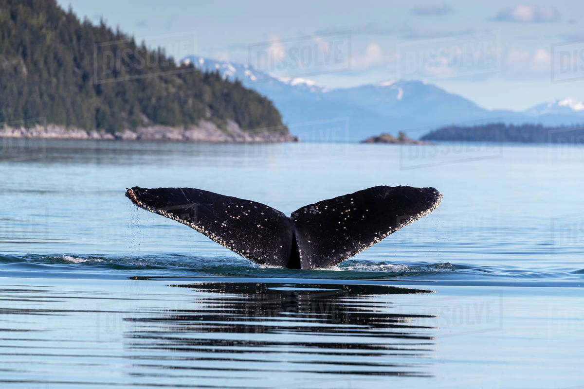 Adult humpback whale (Megaptera novaeangliae), flukes-up dive in ...