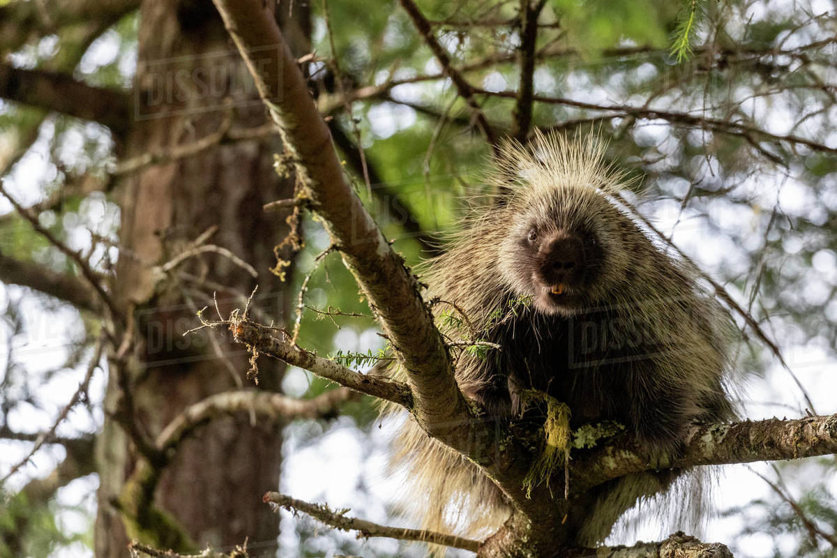 Adult North American porcupine (Erethizon dorsatum), climbing a tree ...