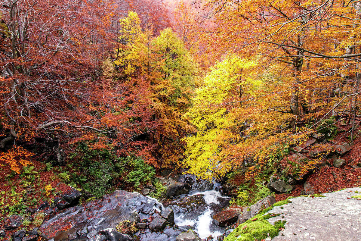 Autumn foliage colors in the woods, Parco Regionale del Corno alle ...