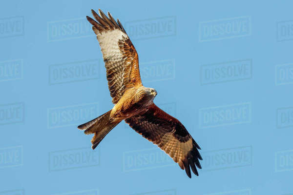 Red kite (Milvus milvus) bird of prey in flight, once endangered but ...