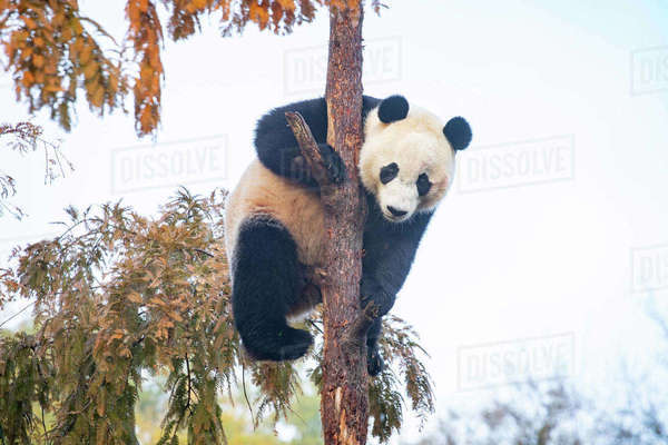 Bei Bei the Giant Panda climbs a tree in his enclosure at the ...