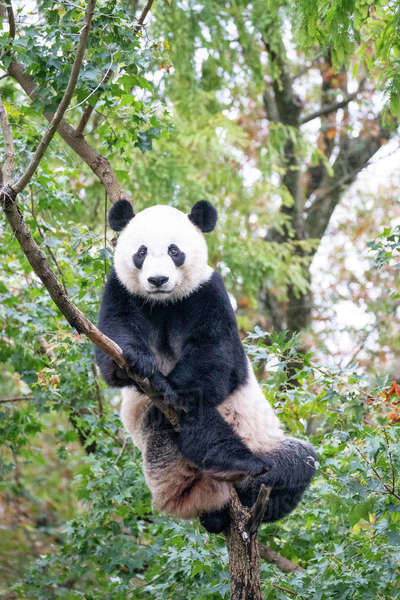 Bei Bei the Giant Panda climbs a tree in his enclosure at the ...