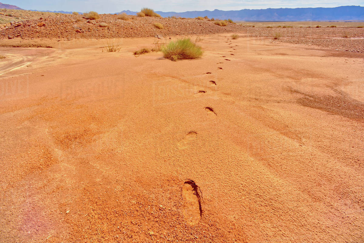 Human footprints in soft sand near the Upper Soap Creek Bench in the ...