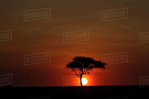 African tree at sunset, Masai Mara National Reserve, Kenya, East Africa ...