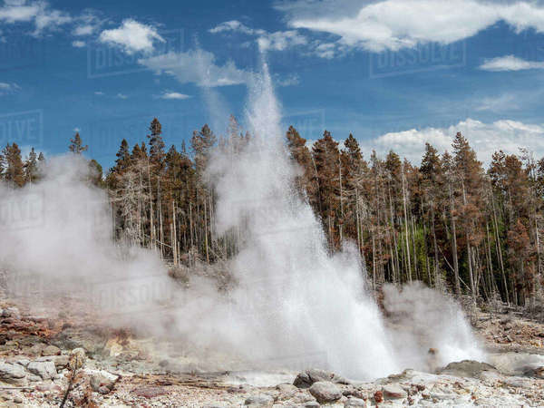 Steamboat Geyser, the worlds tallest active geyser, steaming in ...