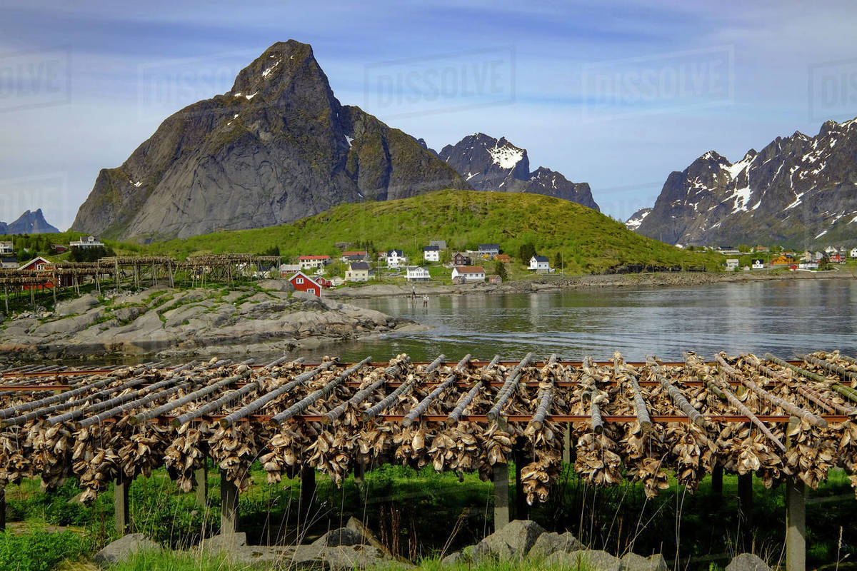 Cod (stockfish) hangs everywhere in the picturesque village of Reine ...