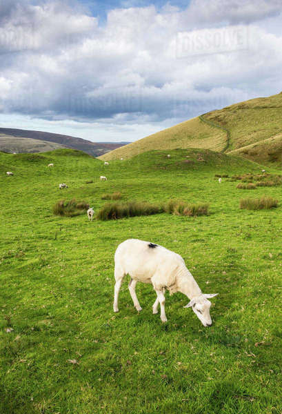 Sheep grazing in the Edale Valley, Peak District National Park ...