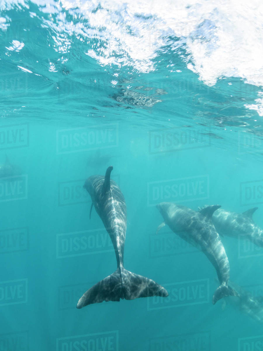 Adult bottlenose dolphins (Tursiops truncatus), underwater near ...