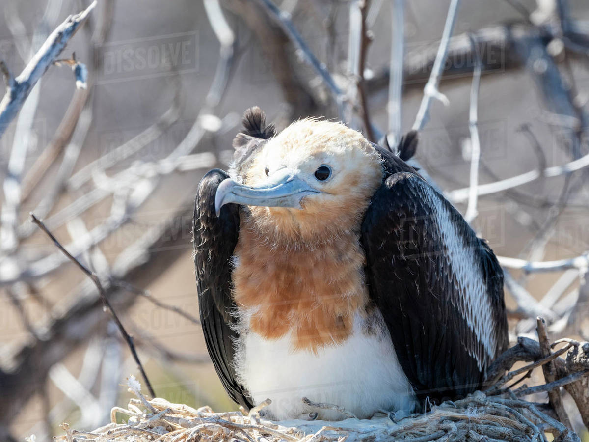 A juvenile great frigatebird (Fregata minor) in the nest on North ...