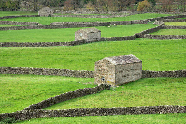 Stone barns and dry stone walls near Gunnerside in Swaledale, Yorkshire ...