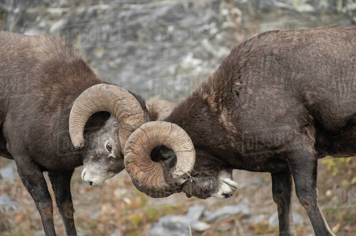 Rocky Mountain Bighorn Sheep Rams (Ovis canadensis) head-butting ...