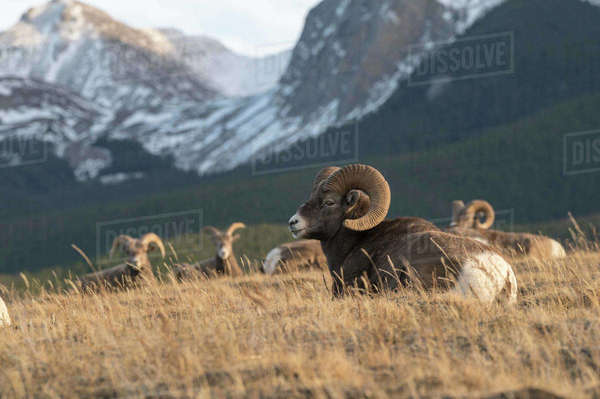 Rocky Mountain Bighorn Sheep Rams (Ovis canadensis), Jasper National ...