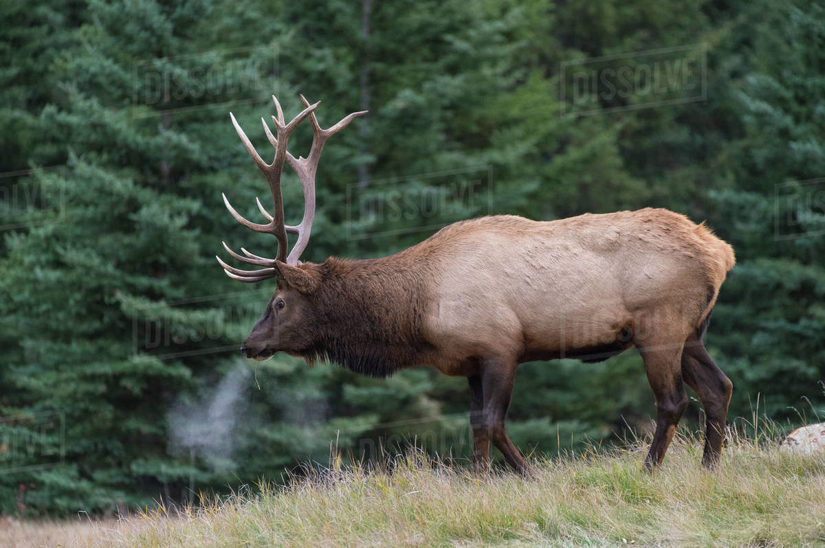Wild Elk (Wapiti) (Cervus canadensis) during the Autumn rut, Jasper ...