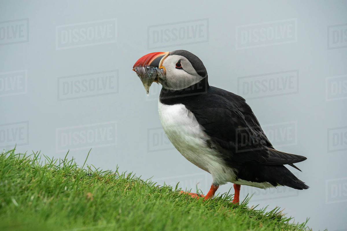 Atlantic puffin (Fratercula arctica), Mykines Island, Faroe Islands ...