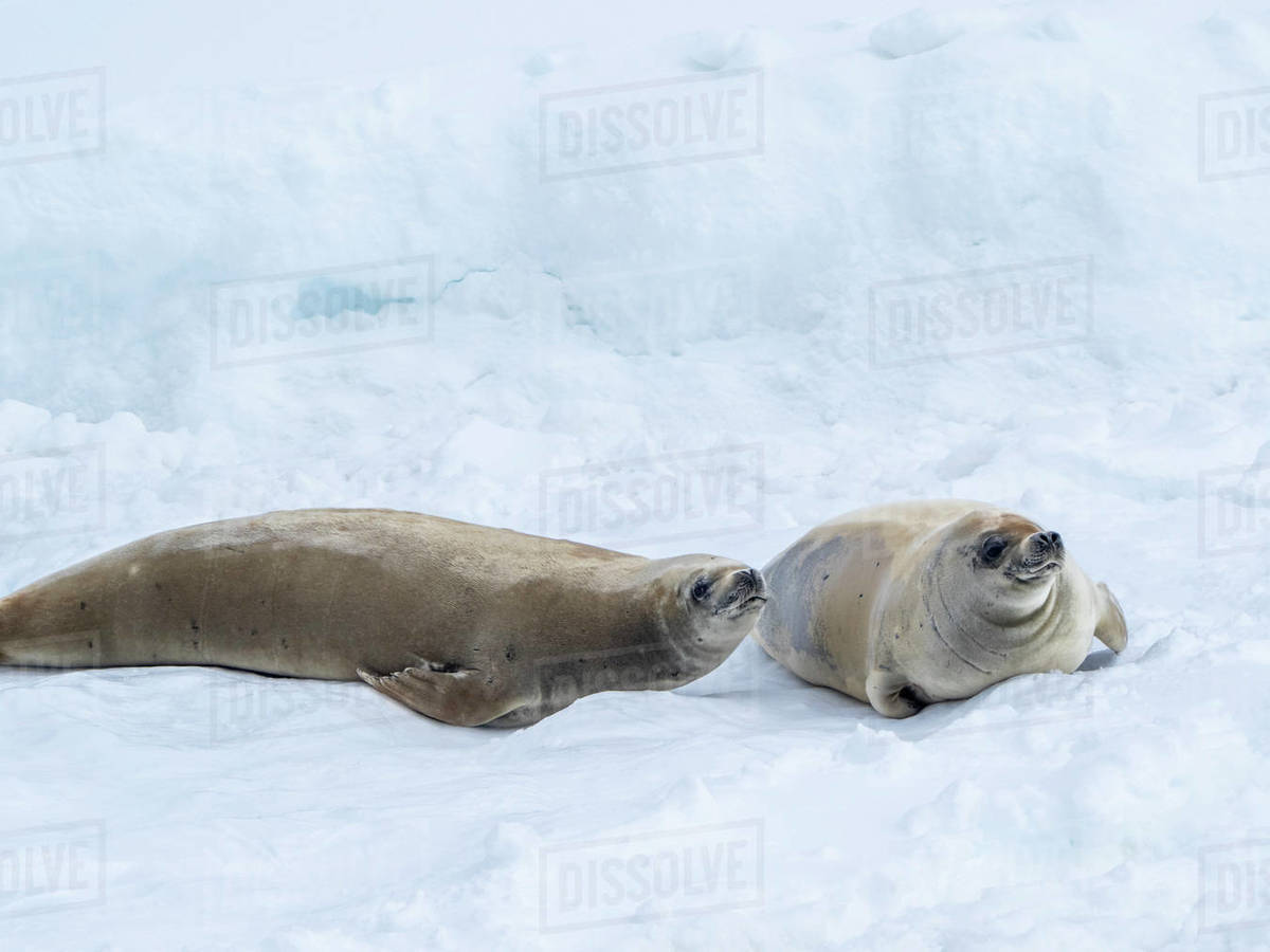 Adult crabeater seals (Lobodon carcinophaga), on ice in the Lemaire ...