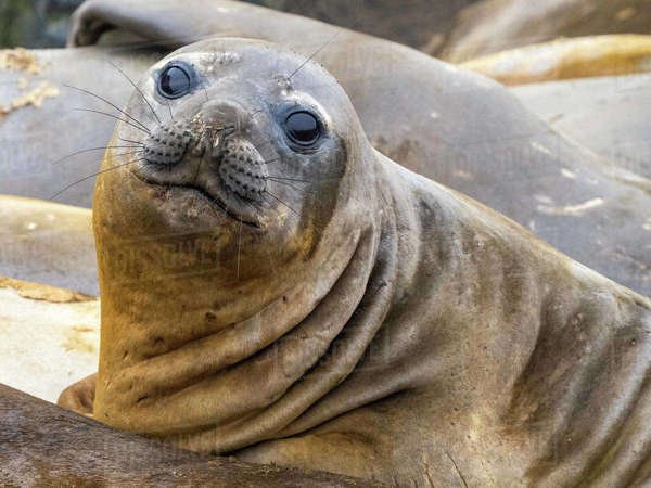 The face of a molting southern elephant seal (Mirounga leonina), on the ...