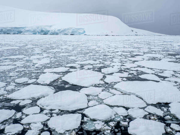 Sea ice forming as the temperature drops near Pleneau Island ...