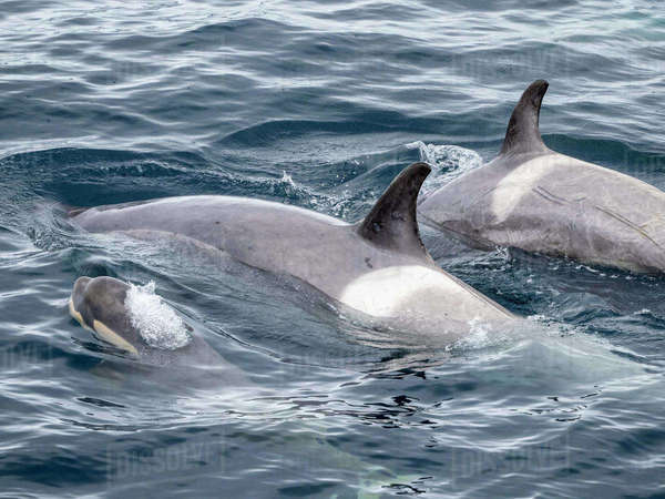 Curious type B2 killer whales (Orcinus orca), mother and calf ...