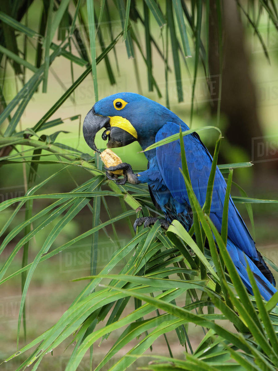 Adult hyacinth macaw (Anodorhynchus hyacinthinus), in a tree on the Rio ...