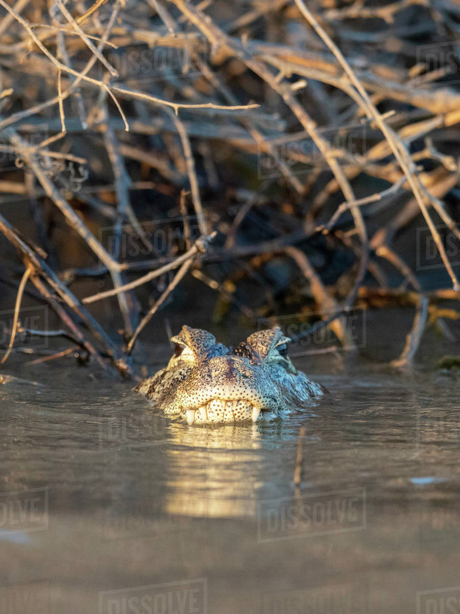 An adult jacare caiman (Caiman yacare), swimming the Rio Tres Irmao ...