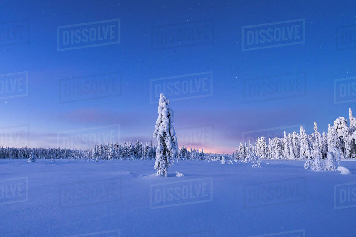 Frozen spruce tree in the snow under the starry sky at dusk, Lapland ...