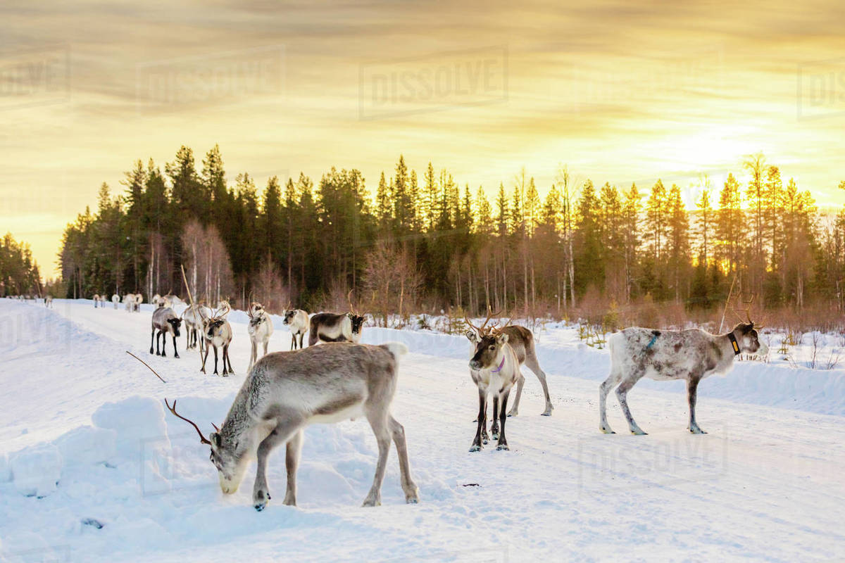 Herding reindeer in beautiful snowy landscape of Jorn, Sweden ...