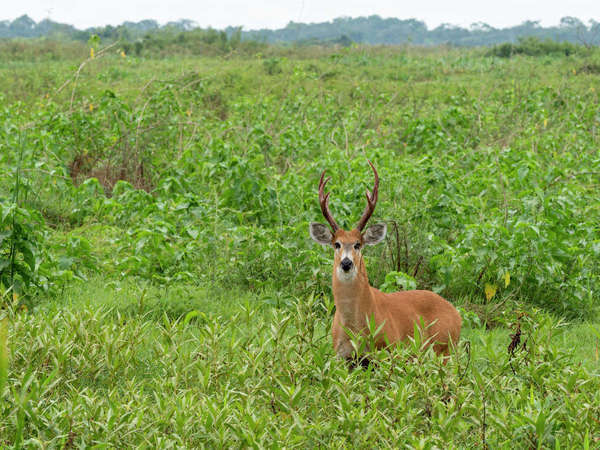 Adult marsh deer (Blastocerus dichotomus), grazing at Pouso Allegre ...