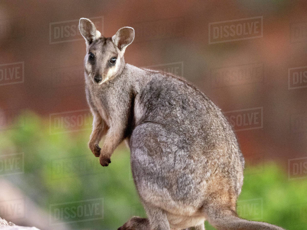 Adult black-footed rock wallaby (Petogale lateralis), in Cape Range ...