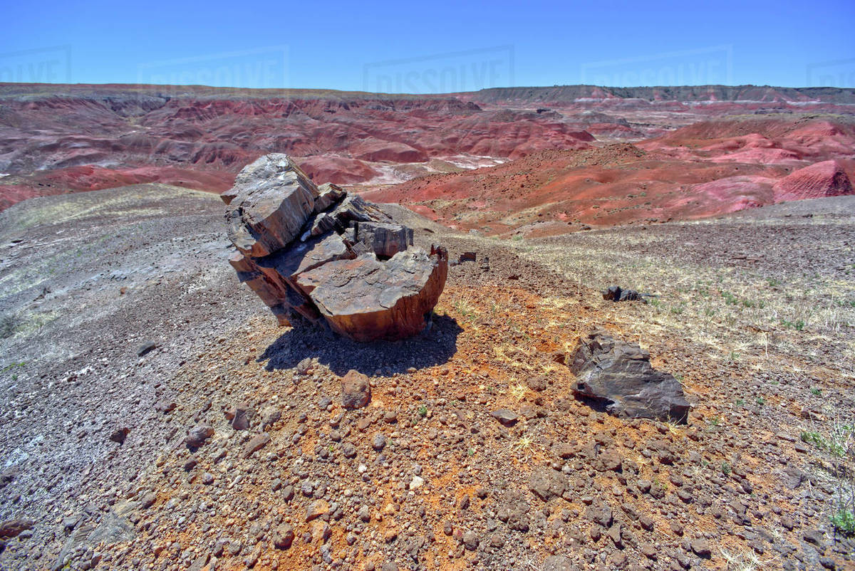 A petrified tree stump along the east rim of Tiponi Valley in Petrified ...