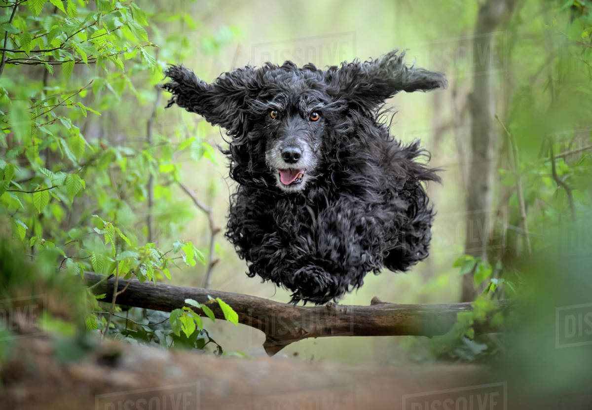 Black Cocker Spaniel dog running and jumping over a stick in the woods ...