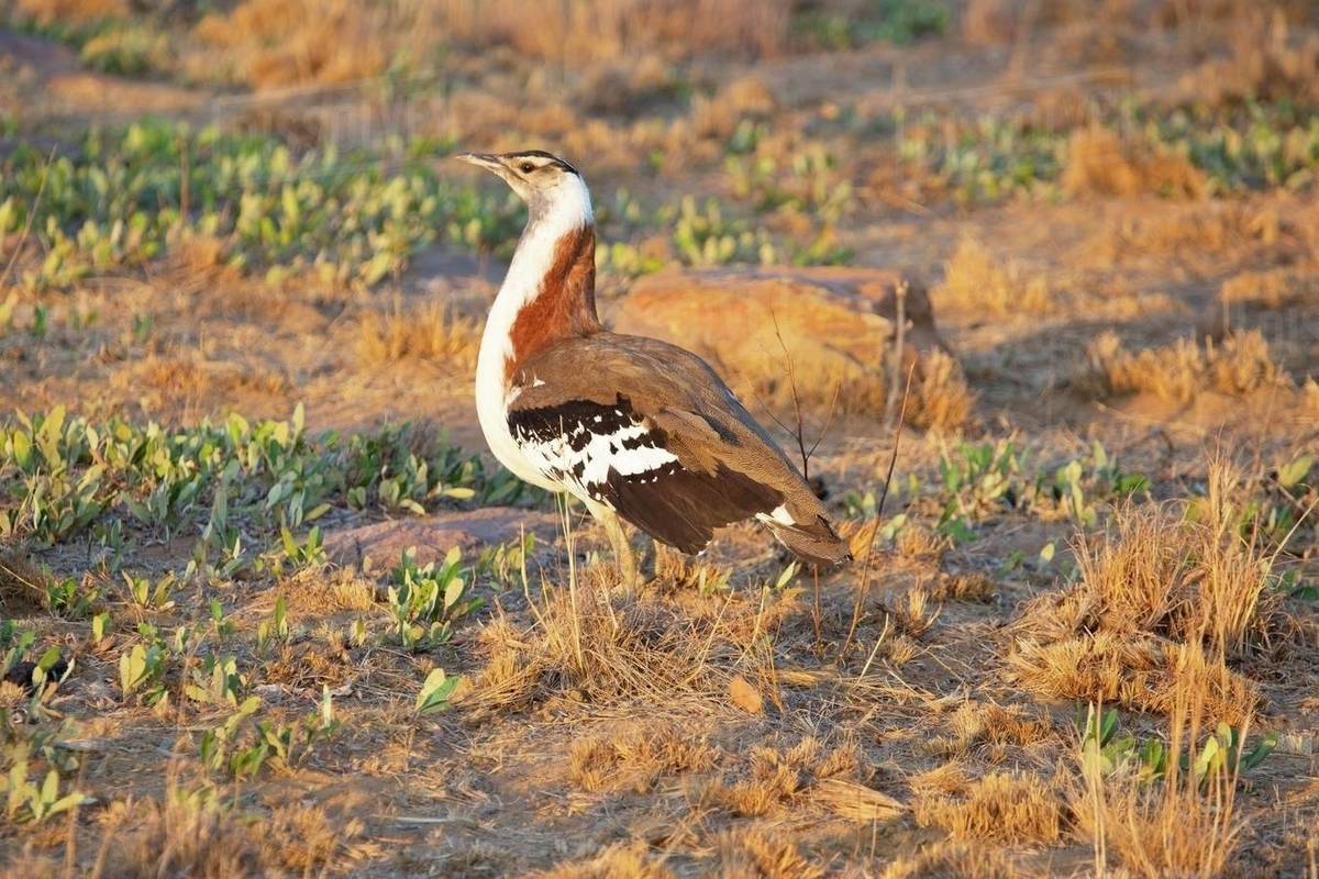 Male Denham's Bustard (Neotis denham) in Welgevonden Game Reserve ...