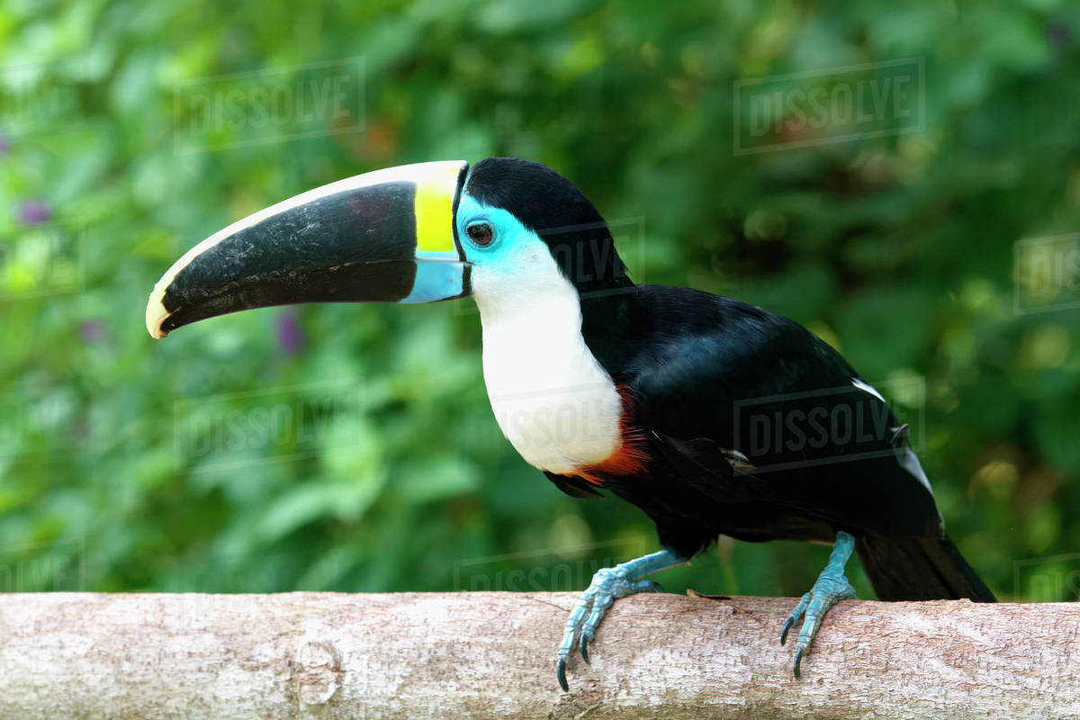 White-throated toucan (Ramphastos tucanus), Manu National Park cloud ...