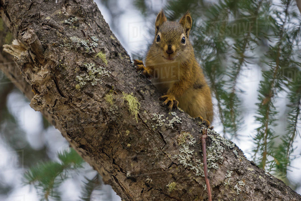 American red squirrel (Tamiasciurus hudsonicus) on tree, Tolsona ...