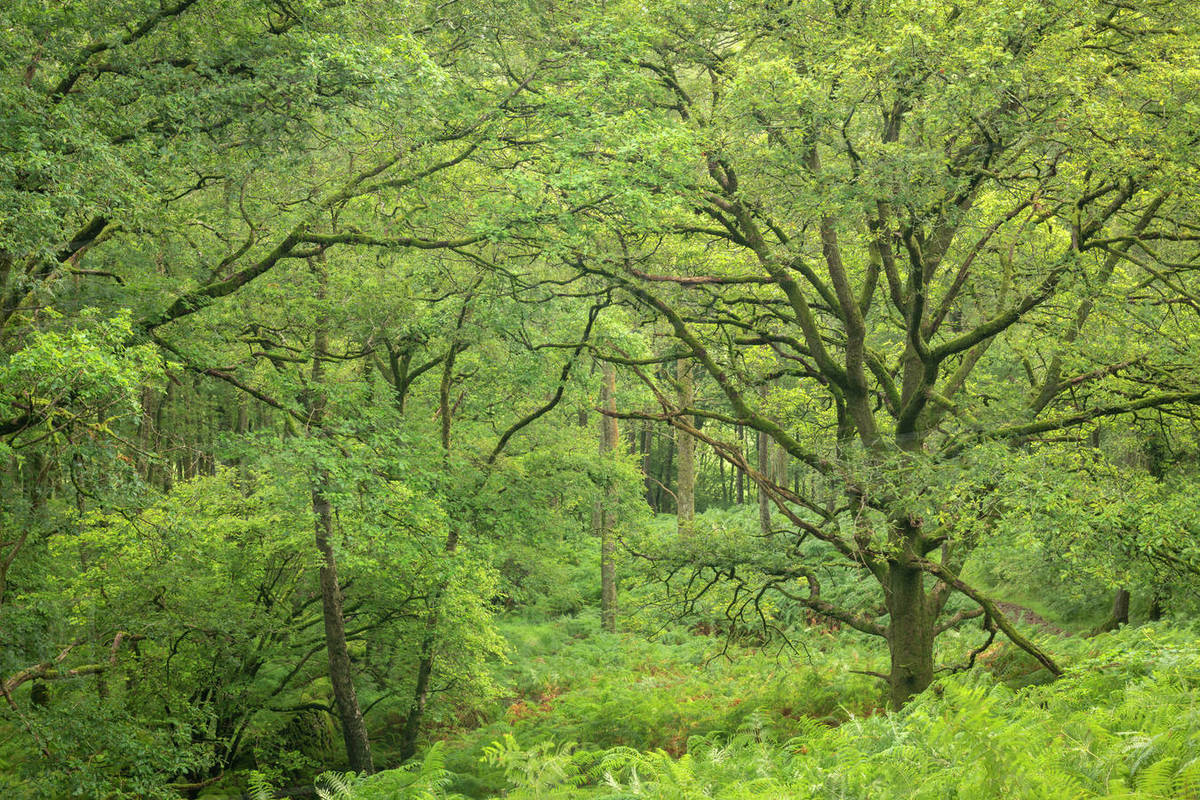Beautiful deciduous woodland above the Borrowdale Valley in the Lake ...