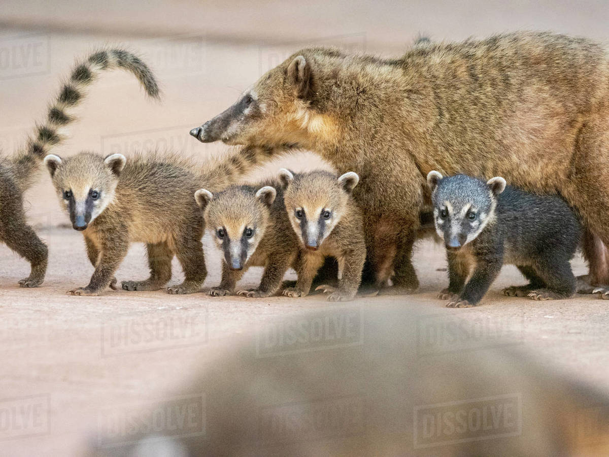 Young South American coatis (Nasua nasua), following mom at Iguazu ...