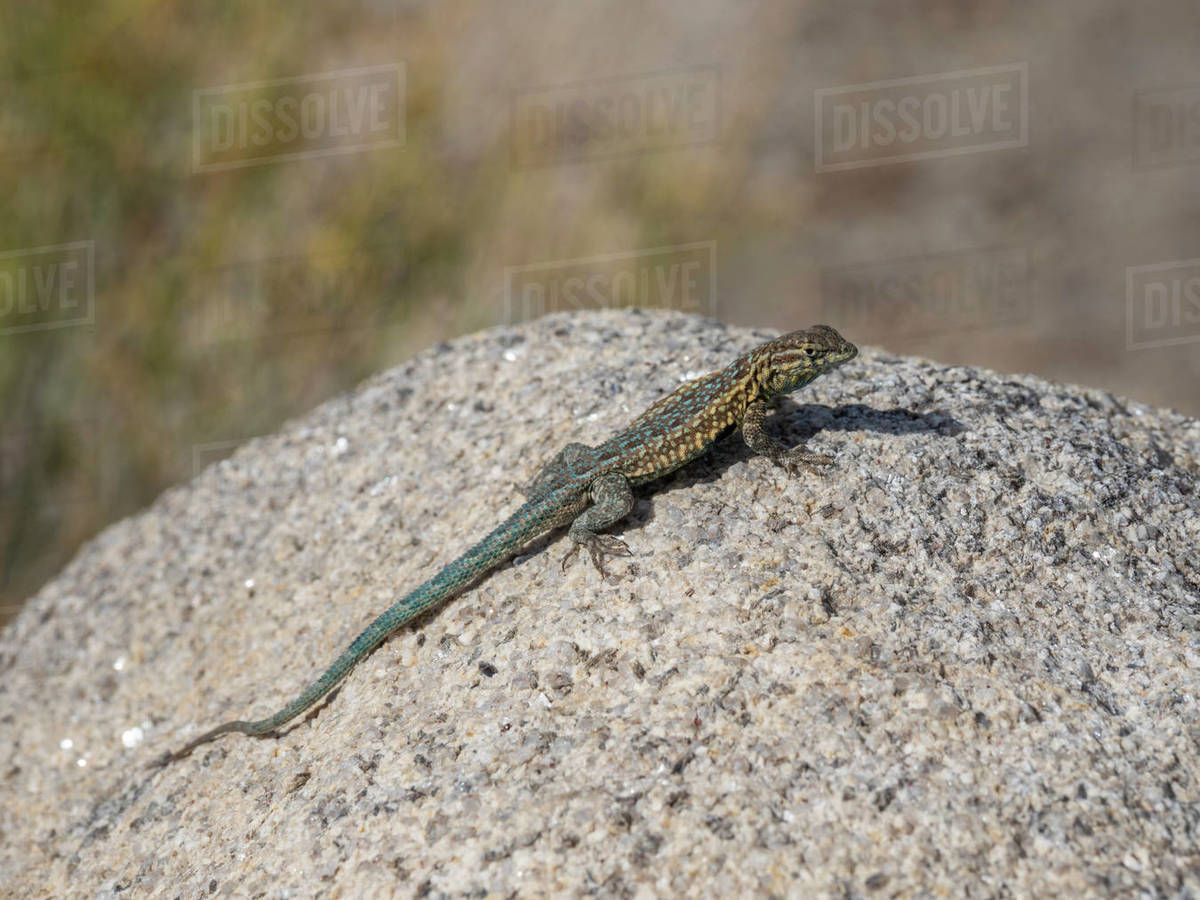 An adult common side-blotched lizard (Uta stansburiana), in Joshua Tree ...