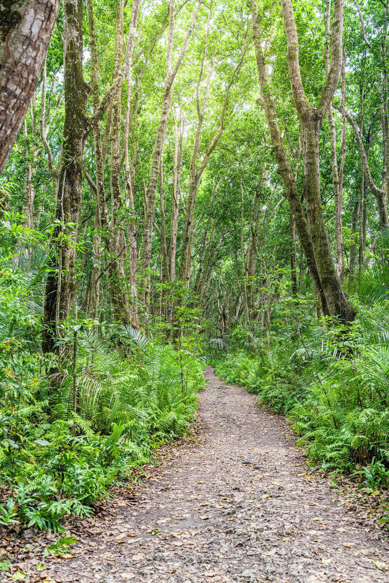 Empty footpath among mangrove trees and fern, Jozani Forest National ...