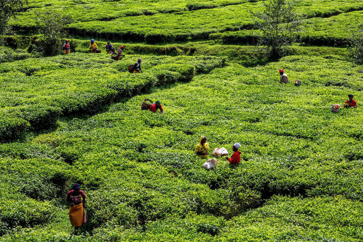 Women picking tea in tea plantation in northern Rwanda, Africa ...