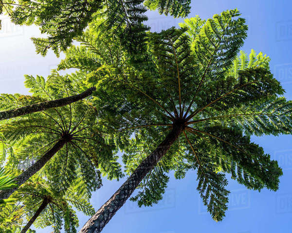 Fern tree, Botanical garden, Norfolk Island, Australia, Pacific ...