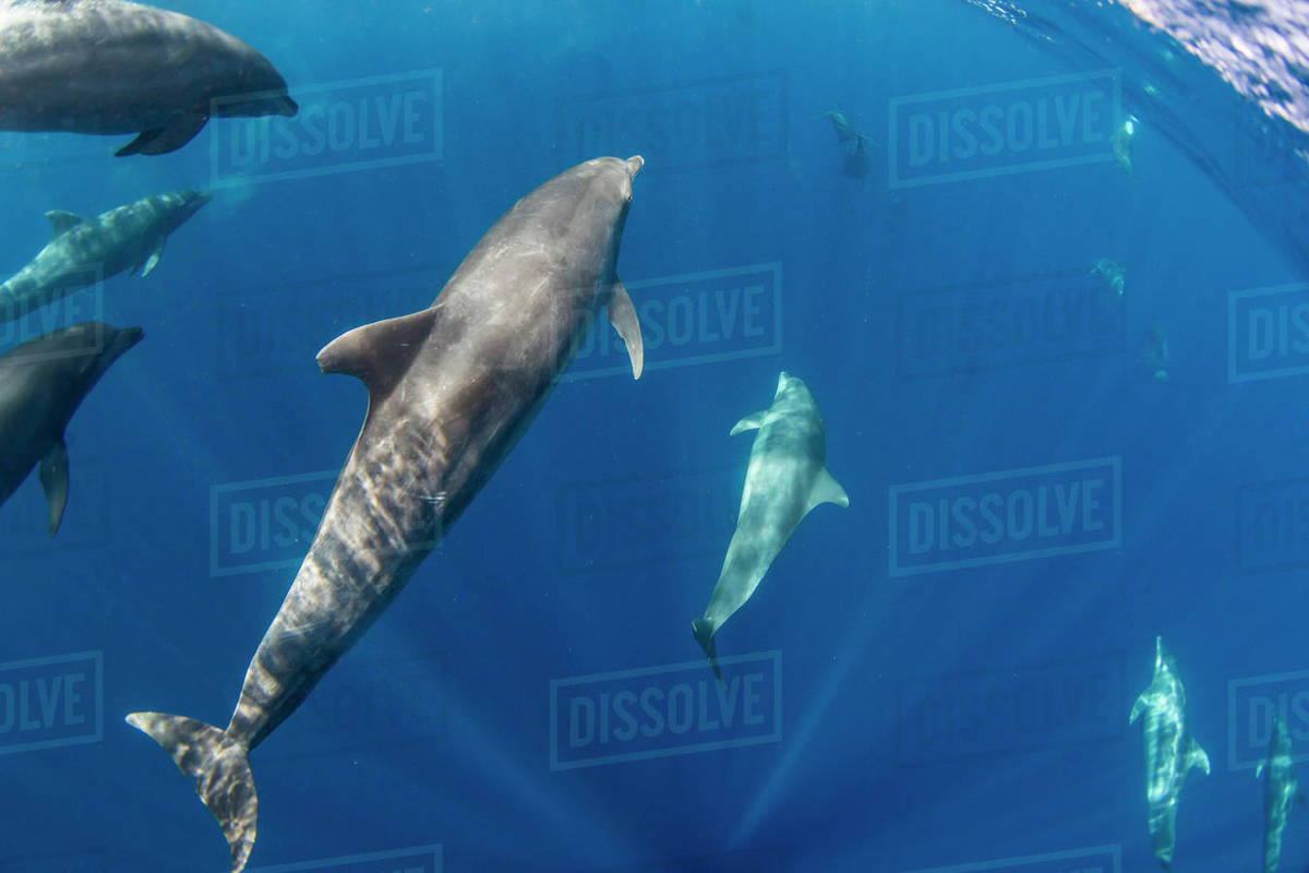 A pod of Indo-Pacific bottlenose dolphin (Tursiops aduncus), off Bangka ...