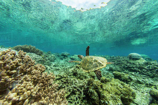An adult hawksbill turtle (Eretmochelys imbricata), on Sauwaderek ...