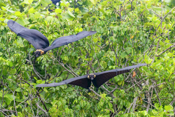 Common tube-nosed fruit bats (Nyctimene albiventer), in the air over ...