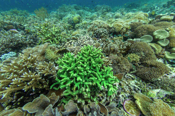 Abundant life in the crystal clear water in the shallow reefs off Sandy ...