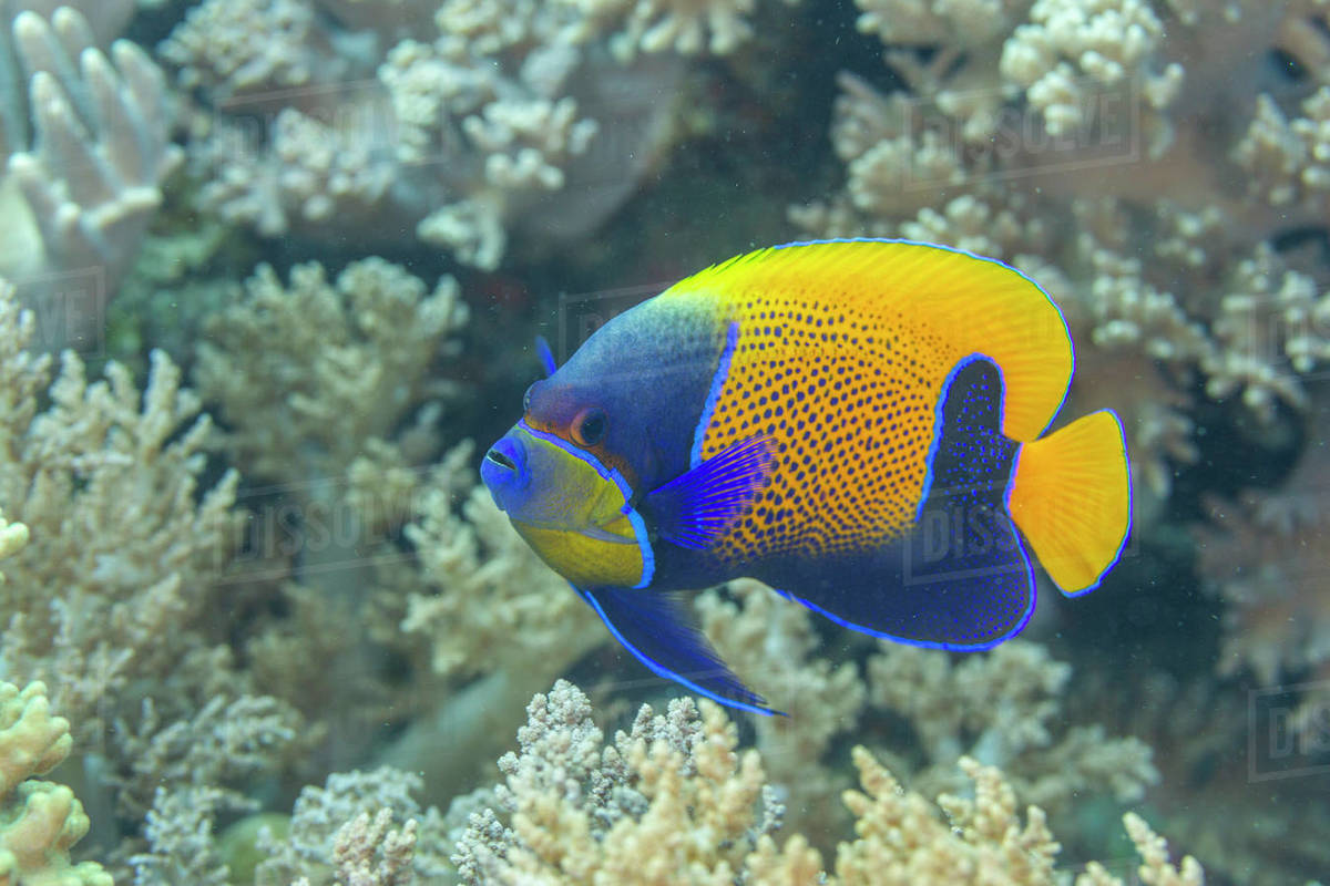 An adult blue girdle angelfish (Pomacanthus navarchus), off Bangka ...