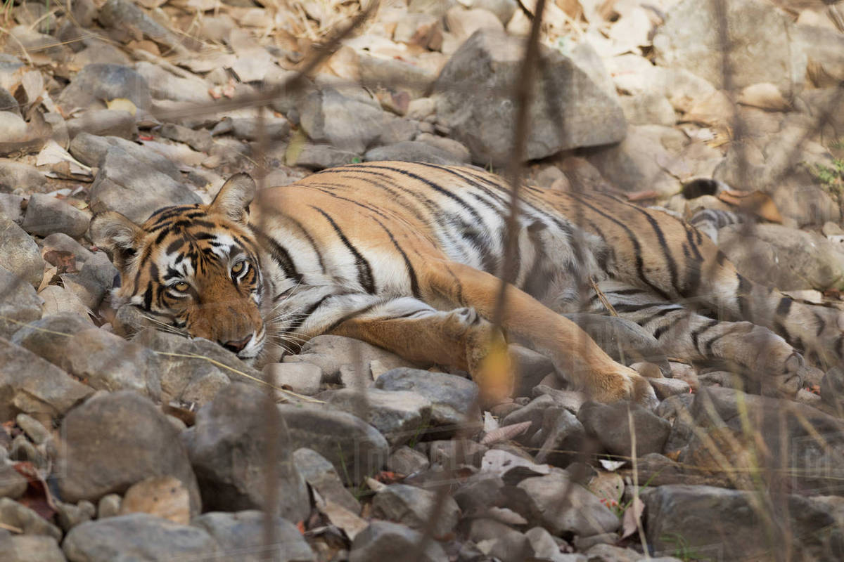 Bengal tiger (Panthera tigris tigris), Ranthambhore, Rajasthan, India ...