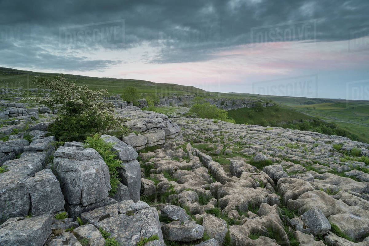 View of limestone pavement, Malham Cove, Malham, Yorkshire Dales ...