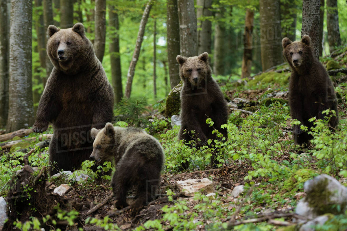 European brown bears (Ursus arctos) and cubs, Slovenia, Europe - Stock ...